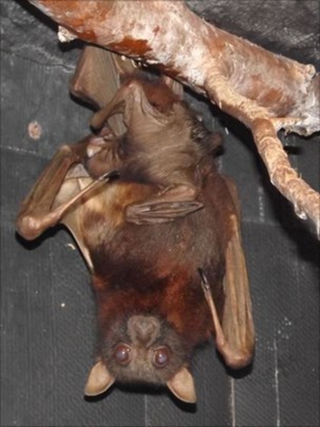 Little Red Flying Fox bred at Wingham Wildlife Park - BBC News