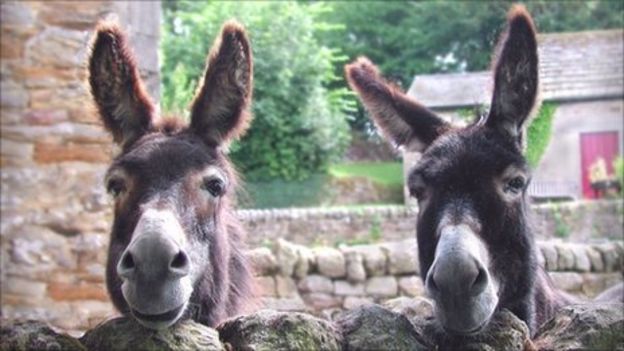 Donkey duo retire from Northumberland attraction after 20 years - BBC News