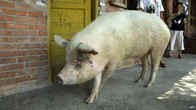 'Hero' pig who survived China earthquake gets cloned - BBC Newsround