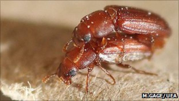 Scientists might have explained promiscuous behaviour - BBC News