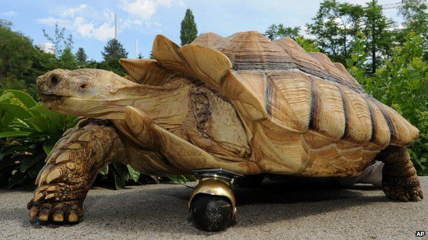 Tortoise that lost a leg walks again thanks to a wheel! - BBC Newsround