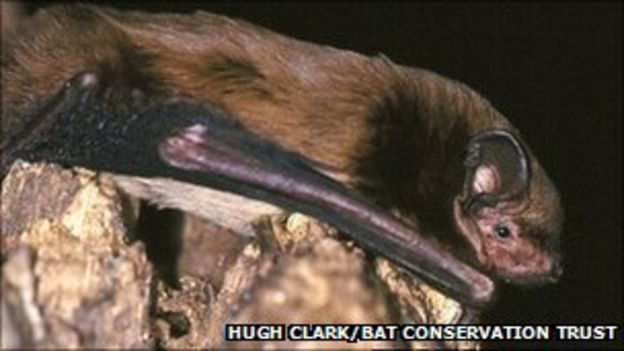 Rare bats found at Culzean Country Park in Ayrshire. - BBC News
