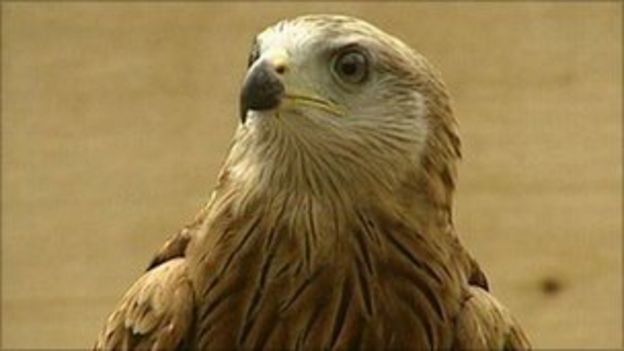 Donald and Jeff Watson raptor award for red kite study - BBC News