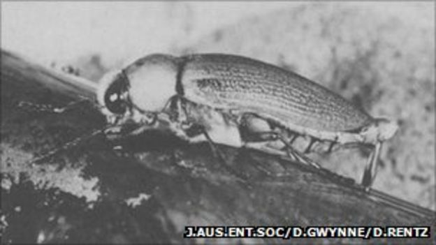 Beetle's beer bottle sex wins Ig Nobel Prize - BBC News