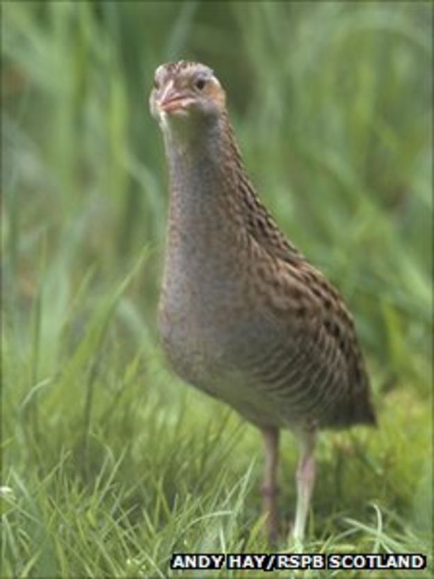 New Uist festival celebrates rare corncrakes - BBC News