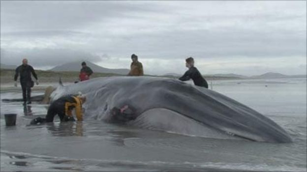 Whale stranded on South Uist beach dies - BBC News