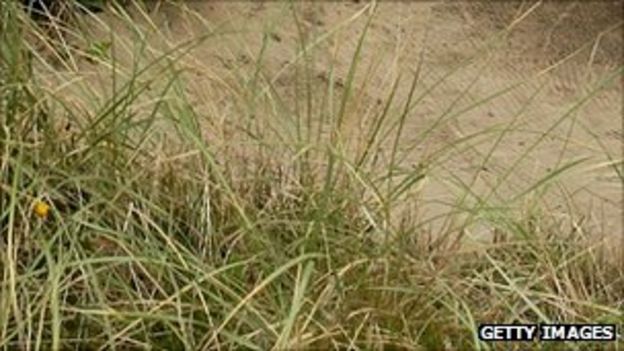 Sandhaven dunes get grass plants for protection - BBC News