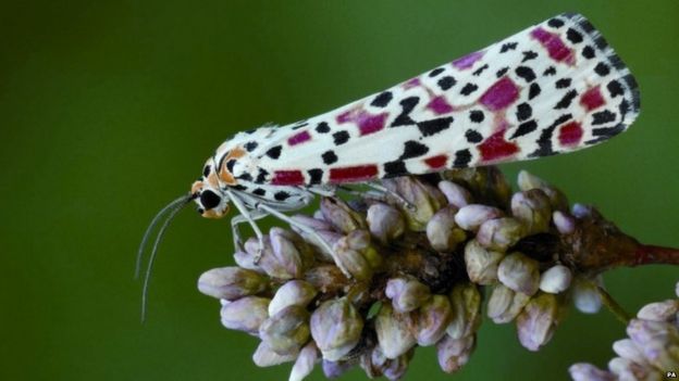 UK heatwave brings in hundreds of rare moths - BBC Newsround