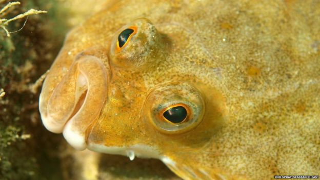 Divers find a chalk reef off the coast of Norfolk - BBC Newsround