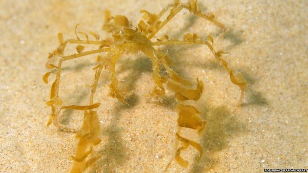 Divers find a chalk reef off the coast of Norfolk - BBC Newsround