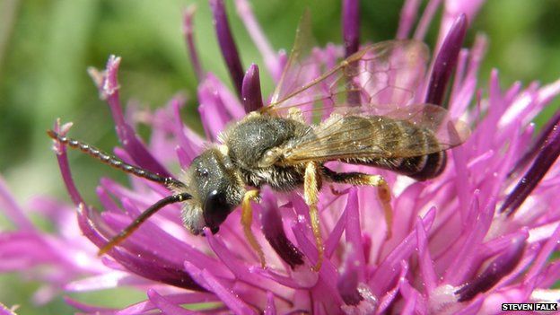The return of the 'extinct' bee? - BBC Newsround