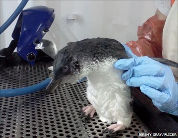 How to clean an oil-slicked penguin - BBC News