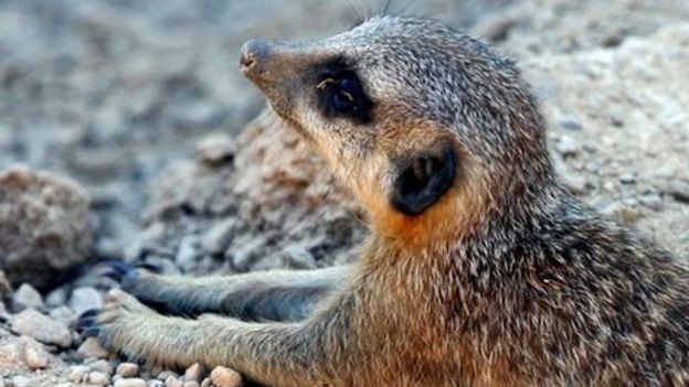 Meerkat rescued after jumping into sea off ship - BBC News