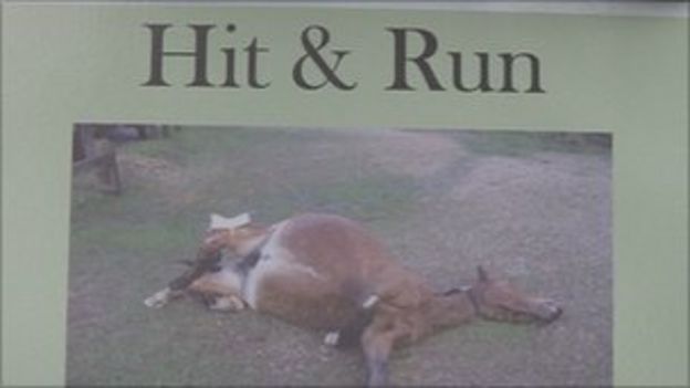 New Forest garages urged to report animal crash damage - BBC News