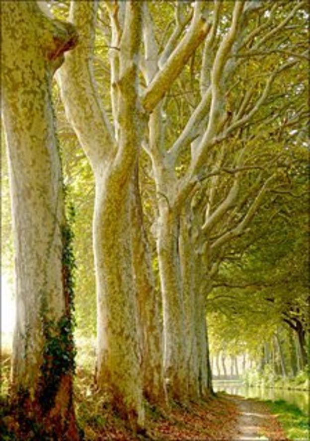 The disease killing Europe's plane trees - BBC News