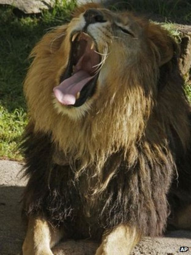 Why wild animals do not make good pets - BBC News