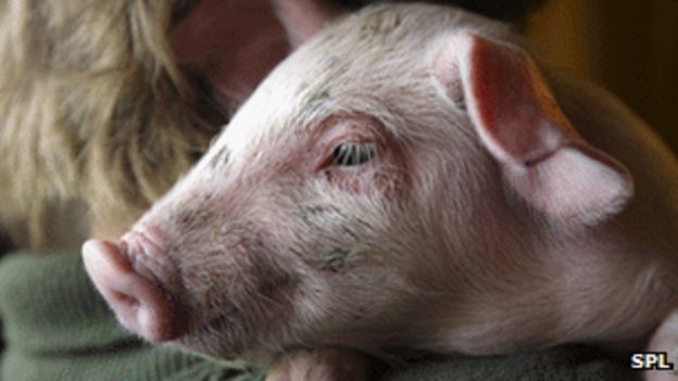 Animal transplants coming 'soon' - BBC News