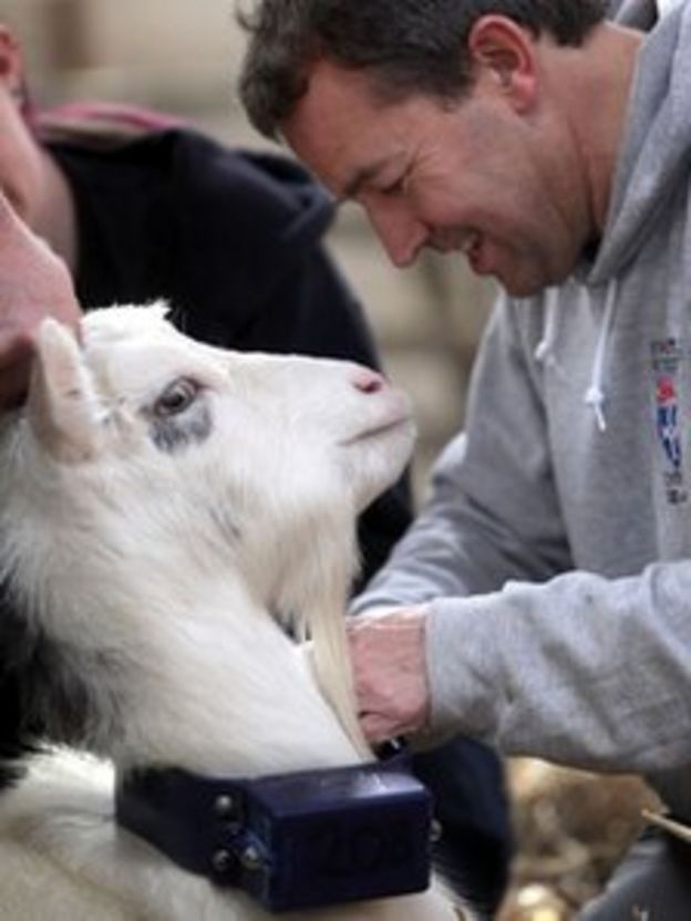 GPS being used to track a herd of wild goats in Northumberland - BBC News