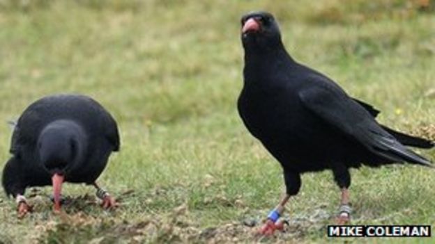 Cornish choughs spread towards Devon border - BBC News