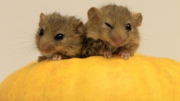 Rare baby hazel dormice rescued from jaws of cat - BBC News