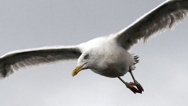 Seaside menace: How to avoid gull attacks - BBC News