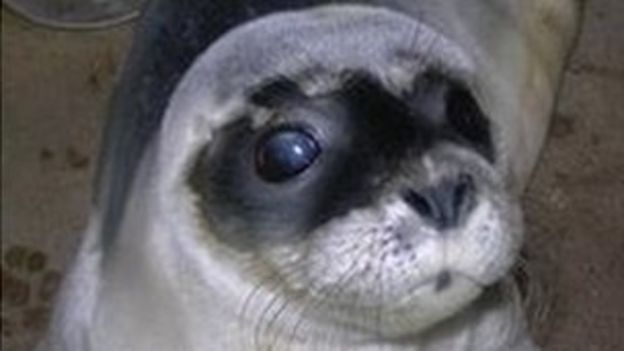 Rescued seals 'survive in the wild' - BBC News