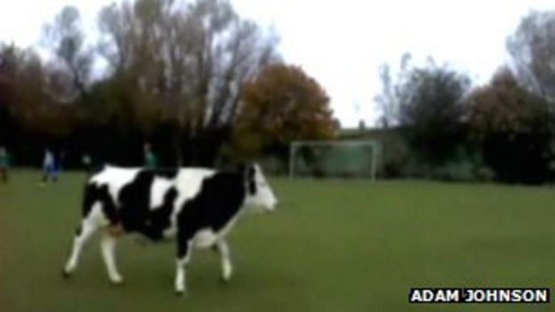 Cow makes its mark on Northamptonshire football match - BBC News