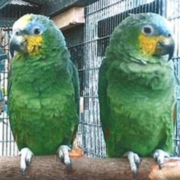Parrots at Wicksteed Park found with feet cut off - BBC News