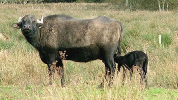 Teifi Marsh Nature Reserve baby buffalo arrives early - BBC News
