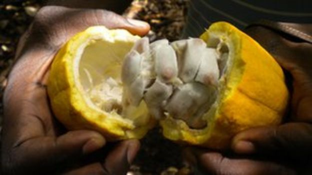 Ivory Coast cocoa farms child labour: Little change - BBC News
