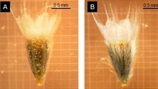 Human-induced fires sow the seeds of the future - BBC News