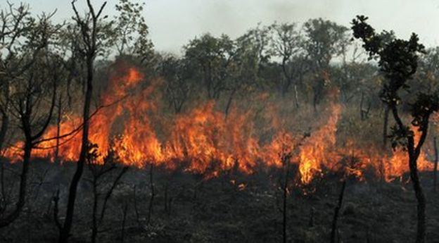 Manmade fires can make plants tougher, say scientists - BBC Newsround