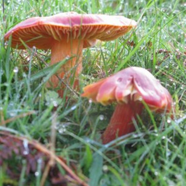Unlocking the genetic secrets of the UK's fungi - BBC News