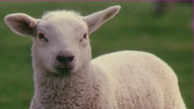 Dogs kill sheep in 'horrific' sheep worrying attacks - BBC News