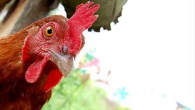 Chicken virus study sheds light on human cancers - BBC News