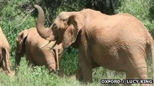 Elephant and bee researcher nets green prize - BBC News