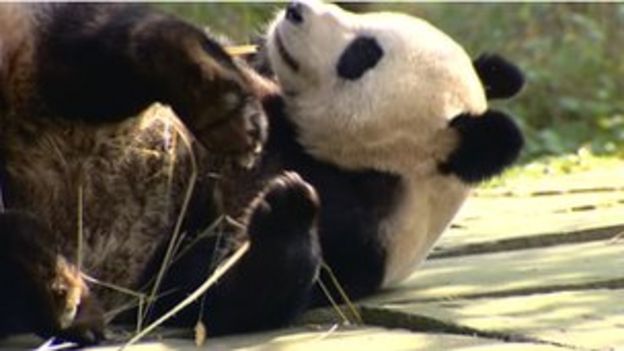 Pandas under pressure - BBC News