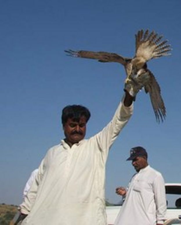 Pakistan releases hunting falcons 'from Qatari royal' - BBC News