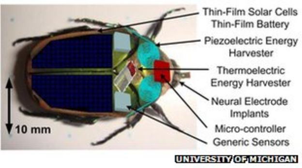 Cyborg search-and-rescue insects' power source unveiled - BBC News