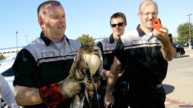 Pictures: Amazing rescue of hawk trapped in car grille - BBC Newsround