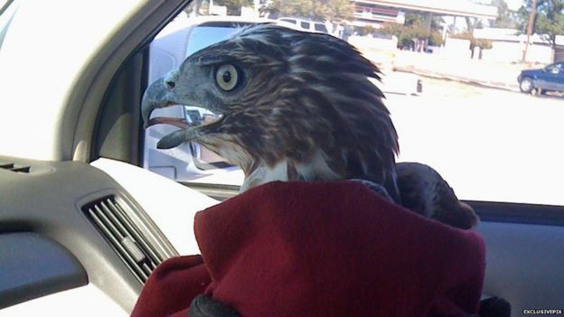 Pictures: Amazing rescue of hawk trapped in car grille - BBC Newsround