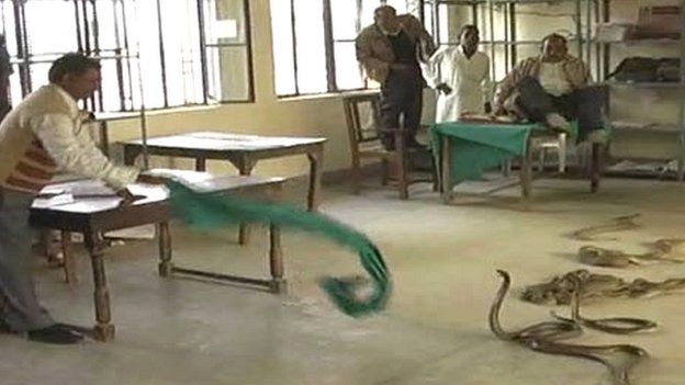 Charmer lets snakes loose in government office in India - BBC Newsround