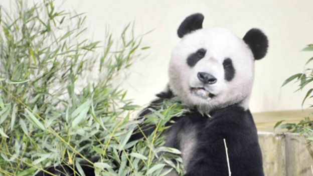 China's new phase of panda diplomacy - BBC News