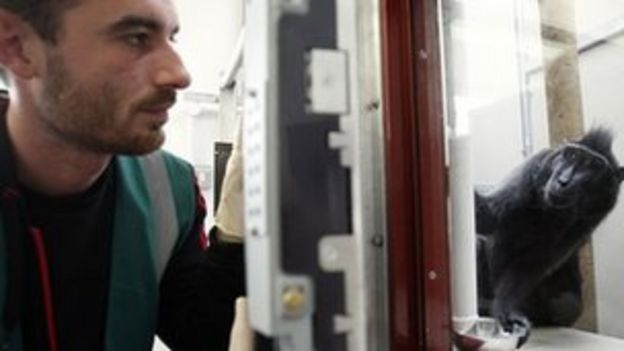 Monkeys at Marwell Wildlife use touch screens in study - BBC News