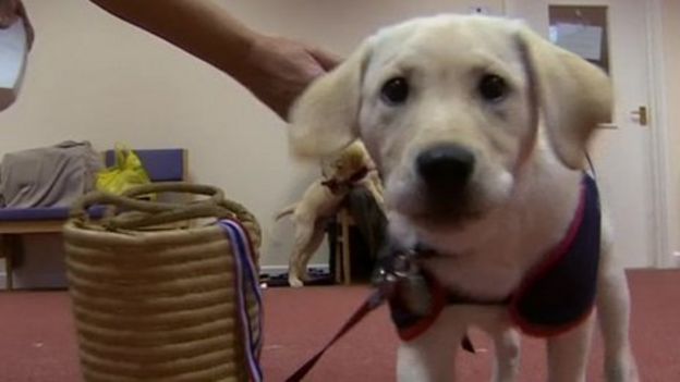 Endal the assistance dog: Successor 'just as talented' - BBC News