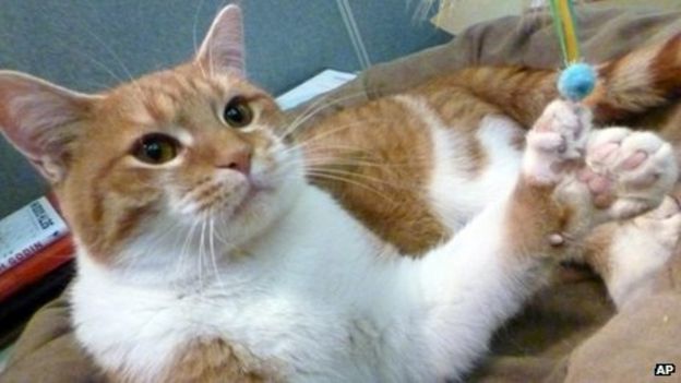 Polydactyl cat rescues US animal shelter - BBC News