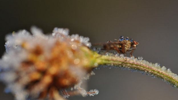 Your pictures: Chilly - BBC News