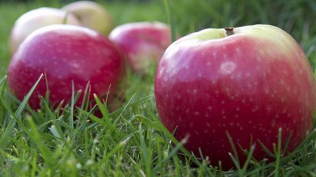 Heritage apple trees found on abandoned allotment in Coventry - BBC News