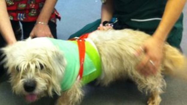 Angus the dog fitted with pacemaker in Fife - BBC News