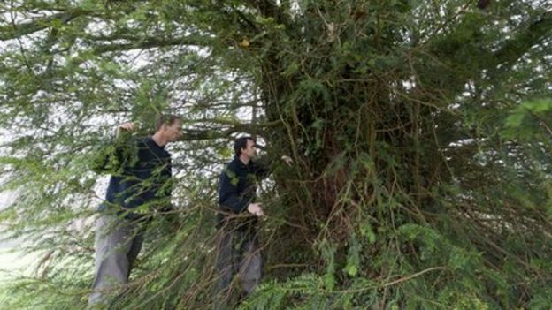 Wakehurst Place yew found to date back to Middle Ages - BBC News